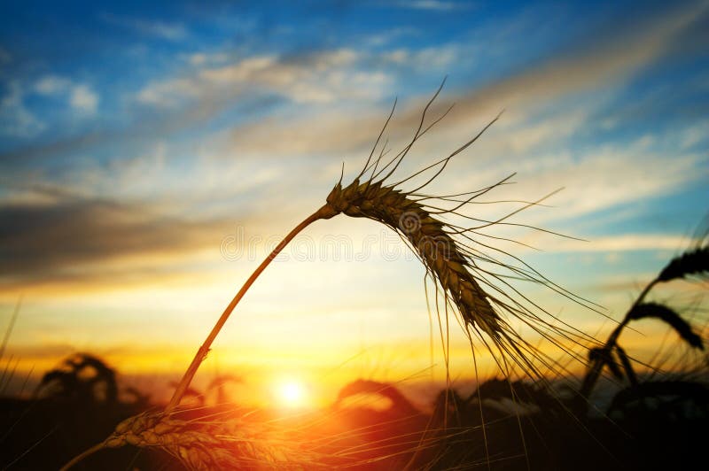 Brown Wheat During Sunset Picture. Image: 83014152
