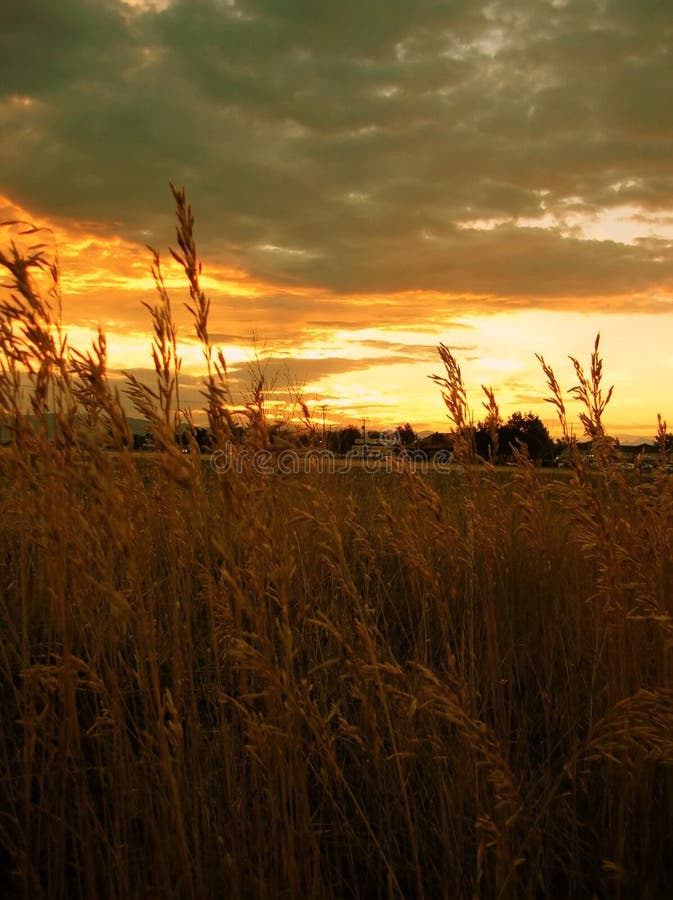Wheat at Sunset stock photo. Image of colors, trees, golden - 193786
