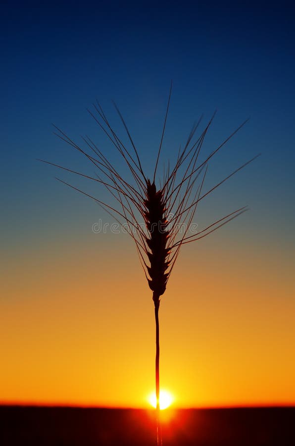 Wheat and sunset stock photo. Image of golden, agronomy - 25471812