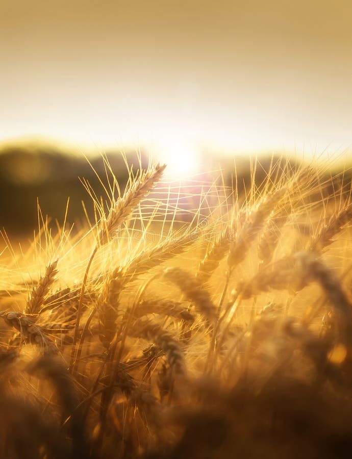 Wheat in sunset stock photo. Image of corn, field, spike - 112015776