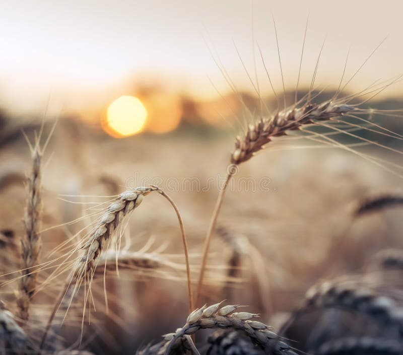 Wheat in sunset stock image. Image of crop, seed, food - 85747001