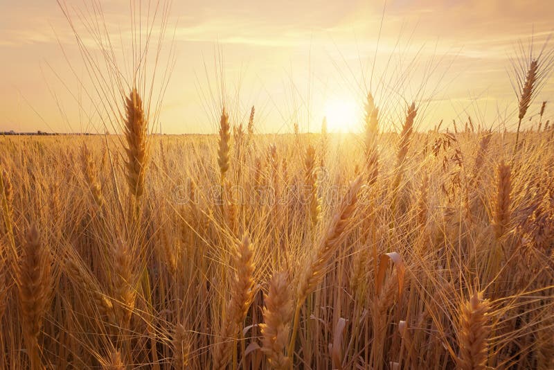 Wheat at sunset stock photo. Image of cultivate, farm - 96982318