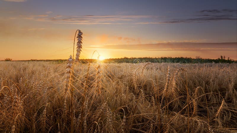 Wheat at sunset stock image. Image of farm, grain, farmland - 96982557