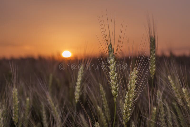 Wheat at sunset stock photo. Image of land, beautiful - 55283758