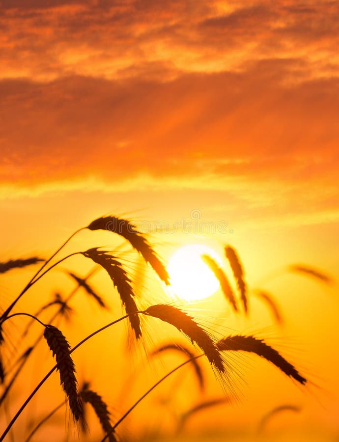 Wheat at sunset stock photo. Image of bread, outdoor - 64470224
