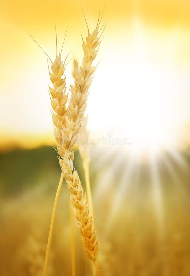 Wheat and sunset stock photo. Image of sunset, farm - 124863128
