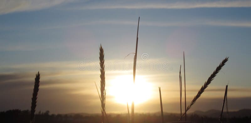 Wheat with sunset stock photo. Image of kernel, meadow - 99438036