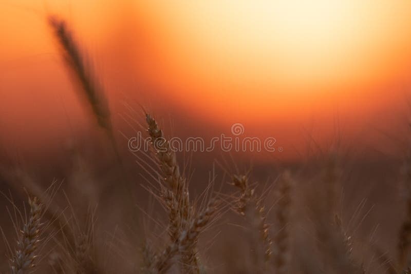 Wheat in sunset stock photo. Image of nature, backdrop - 218971330