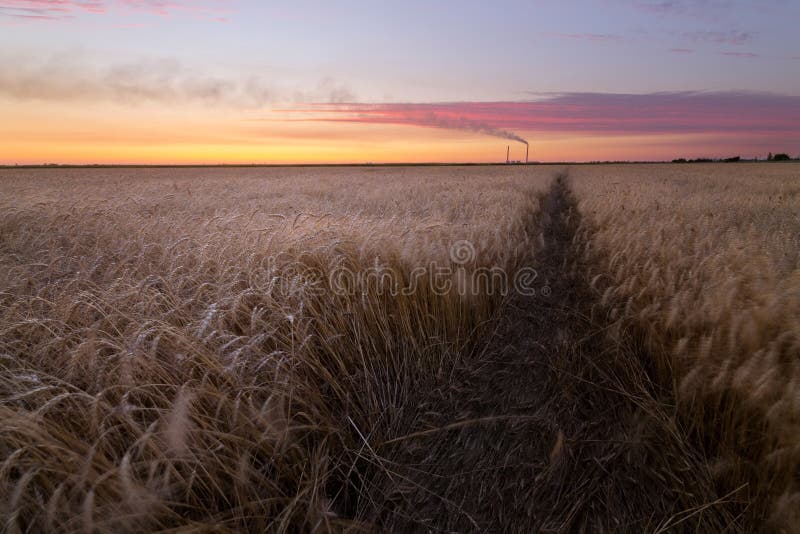 Wheat after sunset stock photo. Image of evening, farmland - 120639072