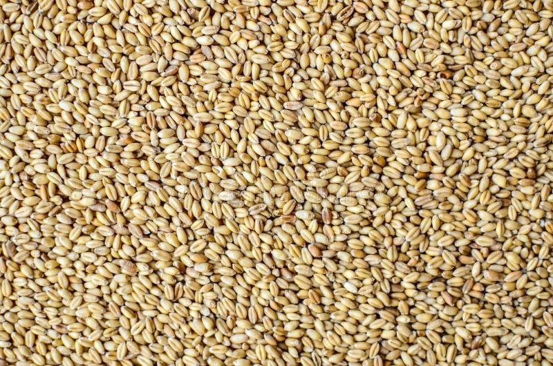 Wheat texture. stock image. Image of nature, cultivation - 186005279