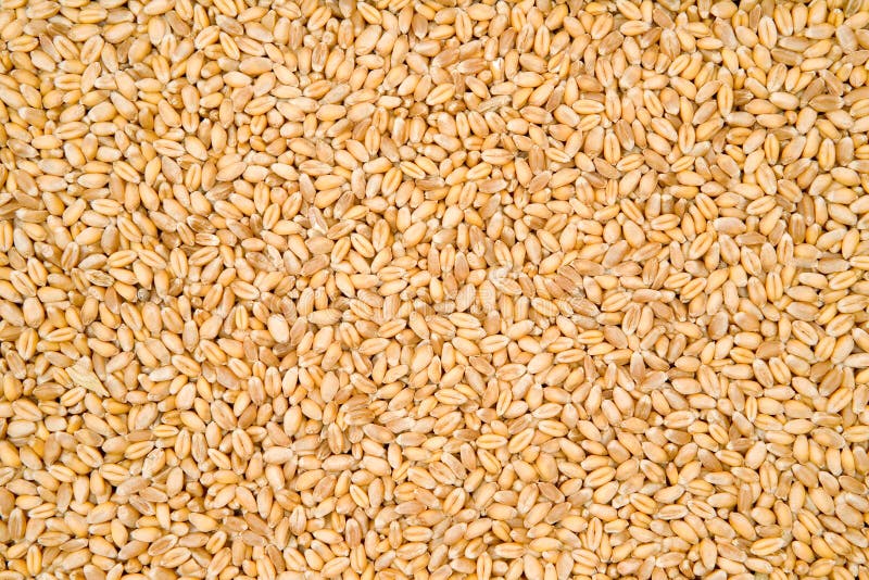 1,400+ Wheat texture Free Stock Photos - StockFreeImages