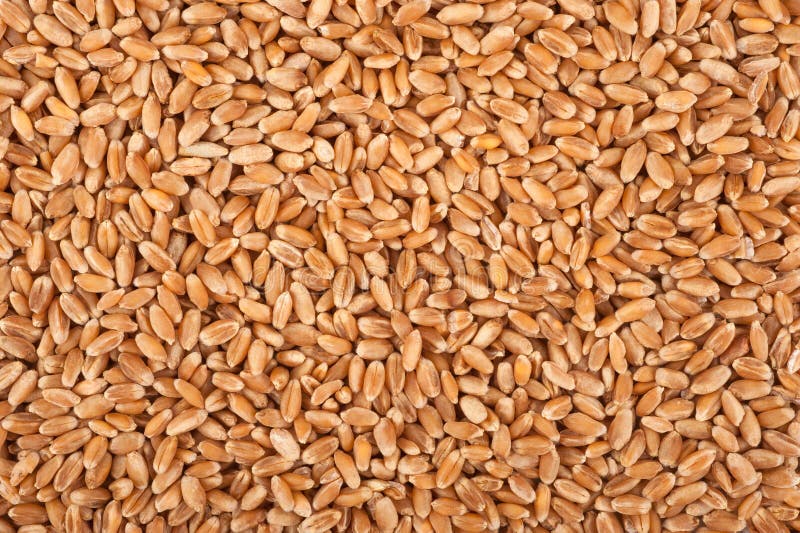 Red wheat texture stock image. Image of grain, ground - 19551265