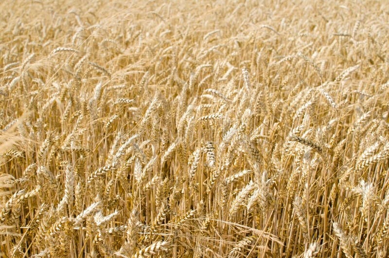 Wheat stock photo. Image of barley, corn, food, growth - 62965688