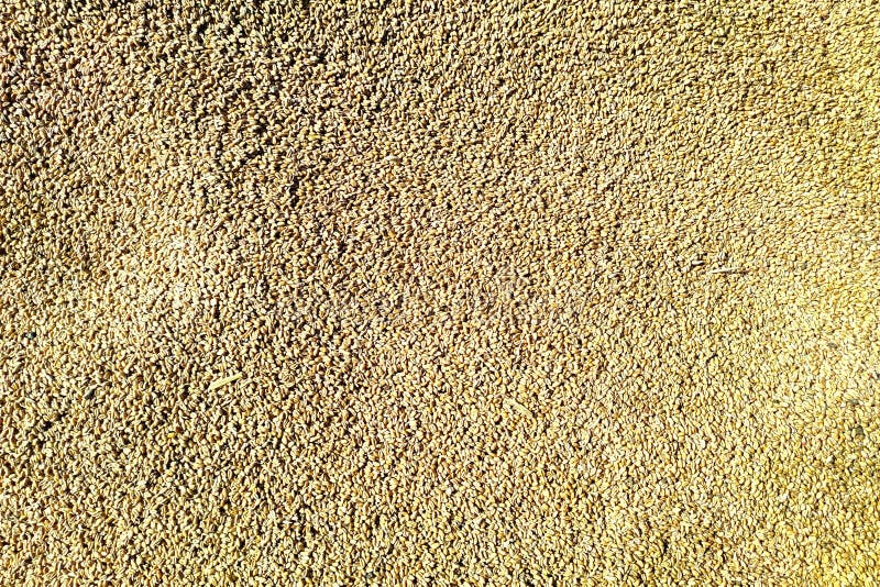 Wheat Texture Background