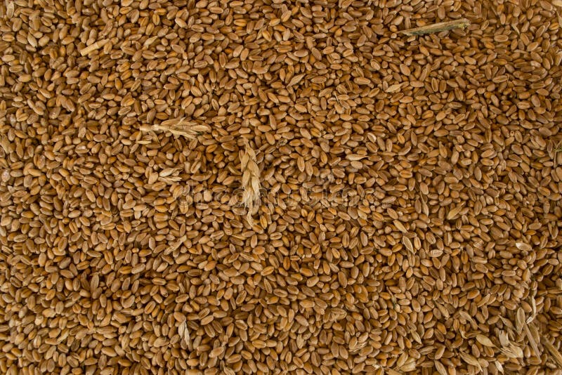 Wheat stock image. Image of land, wheat, ears, give, birth - 88778503