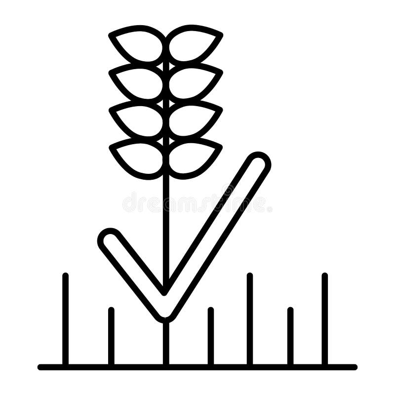 Wheat Thin Line Icon. Grain Vector Illustration Isolated on White Stock ...