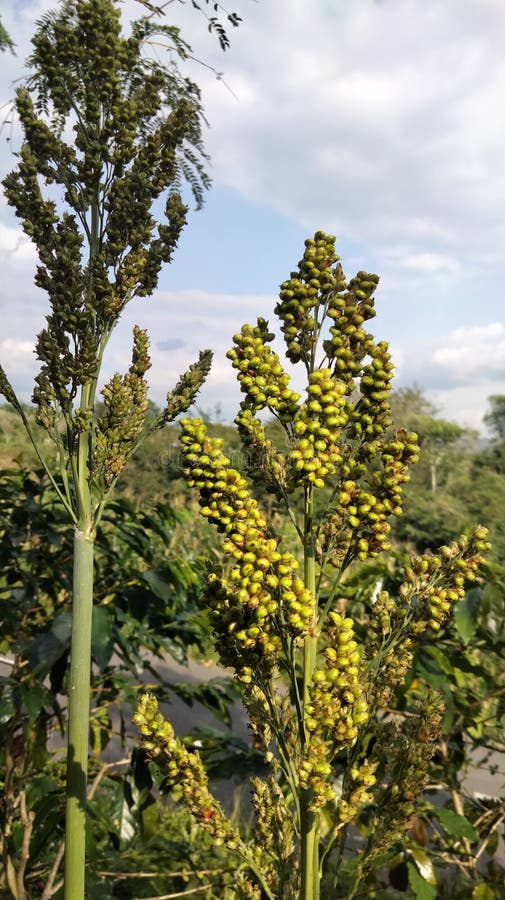 Wheat tree green seed stem stock image. Image of plantation - 261961815
