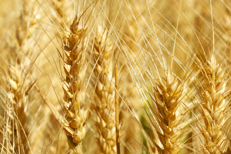 Stock Photos and Royalty-Free Images by Dreamstime