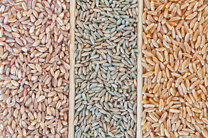 Wheat varieties stock image. Image of grain, heat, bread - 35224705