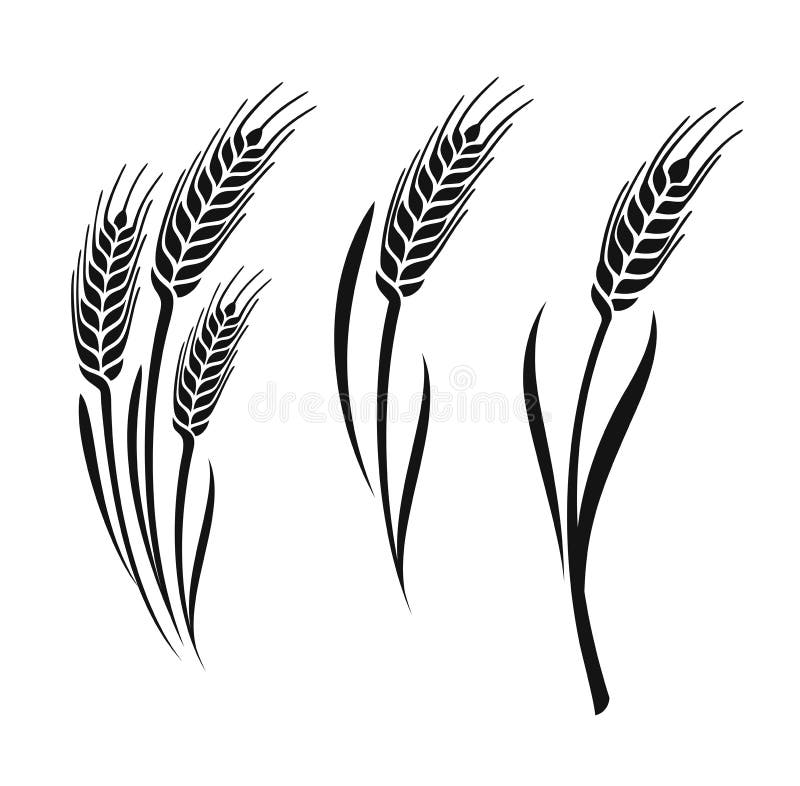 Wheat vector ears stock vector. Illustration of food - 82338013