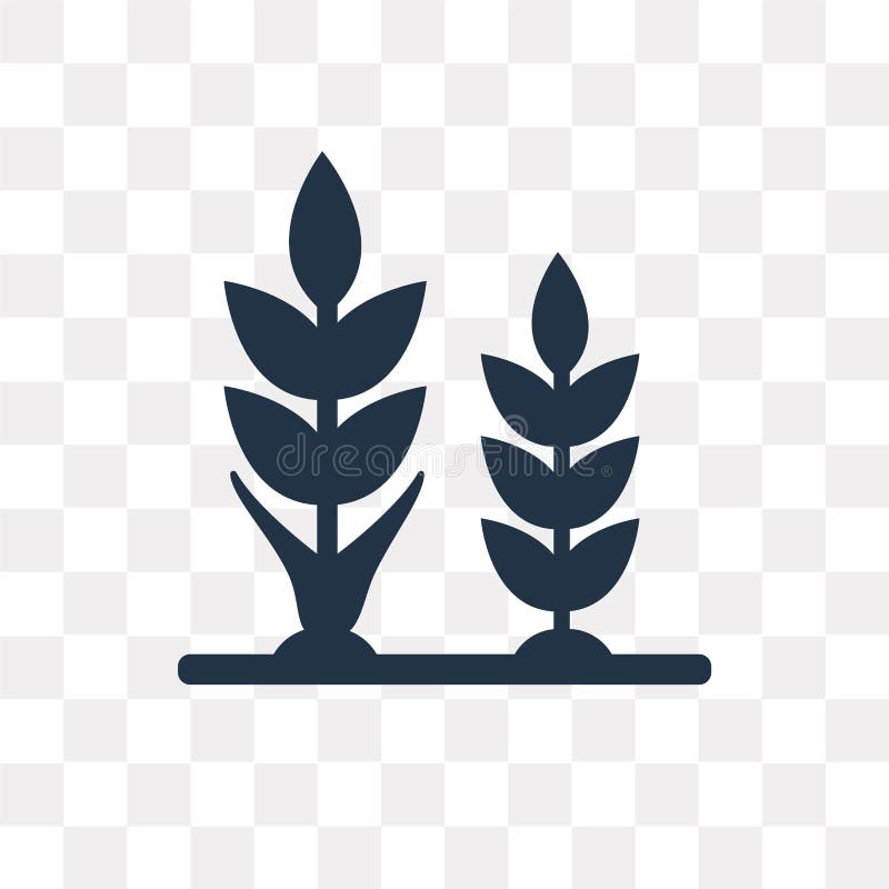 Wheat Vector Icon Isolated on Transparent Background, Wheat Tra Stock ...
