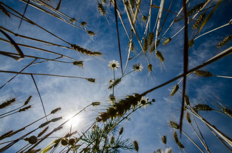 Wheat stock image. Image of land, point, angle, ripe - 91816657