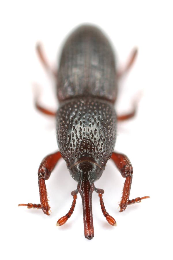 Wheat Weevil: Sitophilus Granarius. Beetle on Buckwheat Seeds Stock ...