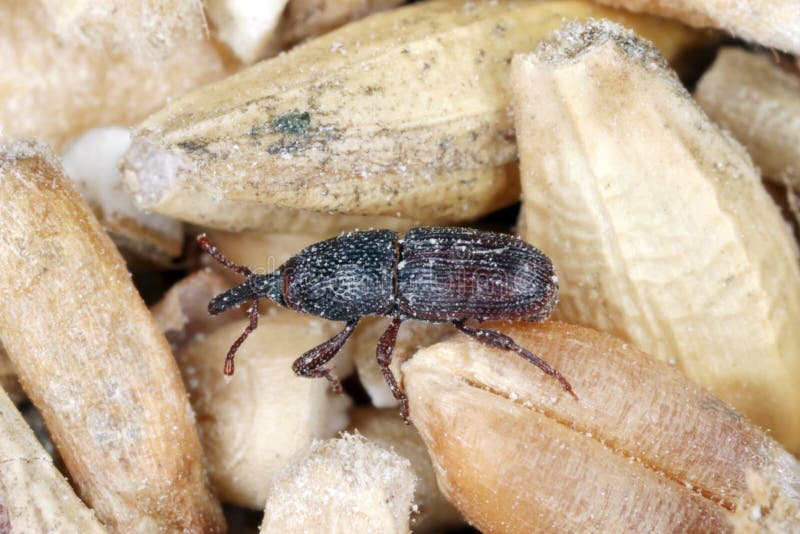 Wheat Weevil Sitophilus Granarius Larwa Removed from Wheat Grain Stock ...