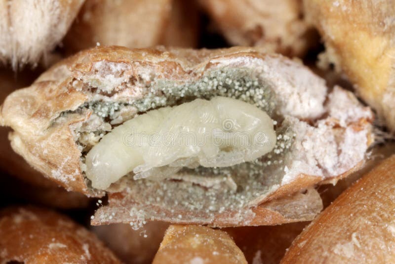 Wheat Weevil: Sitophilus Granarius. Beetle on Buckwheat Seeds Stock ...