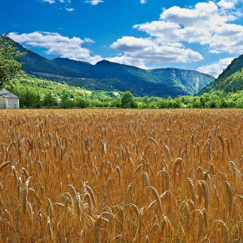 Wheat stock photo. Image of square, french, alpine, landscape - 197652888