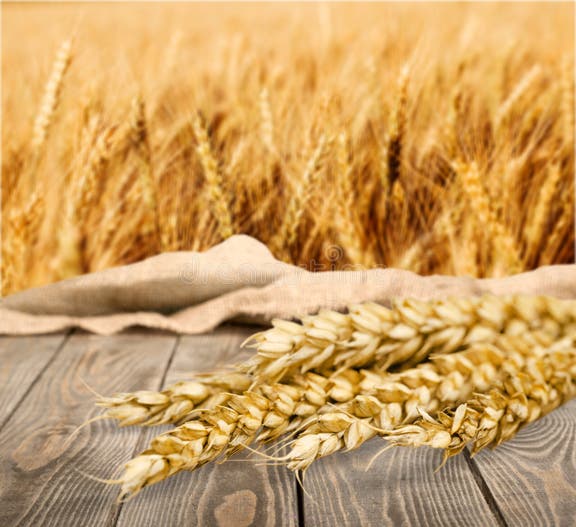 Wheat stock image. Image of husk, wheatgrass, crop, bread - 113061171