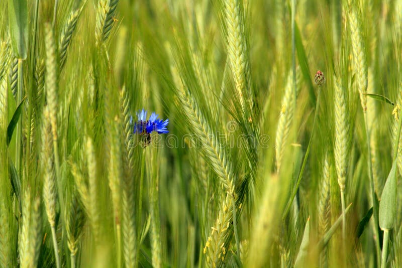 Wheat and wheat flower stock image. Image of corn, cloudscape - 49259937