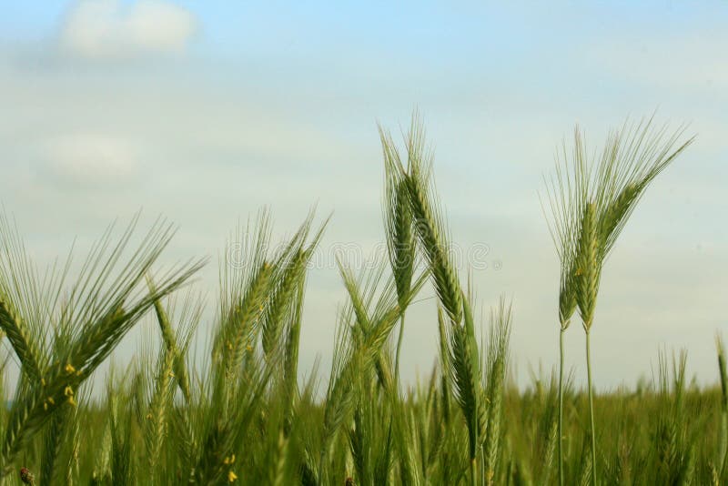 Wheat and wheat flower stock photo. Image of flower, harvesting - 49259948