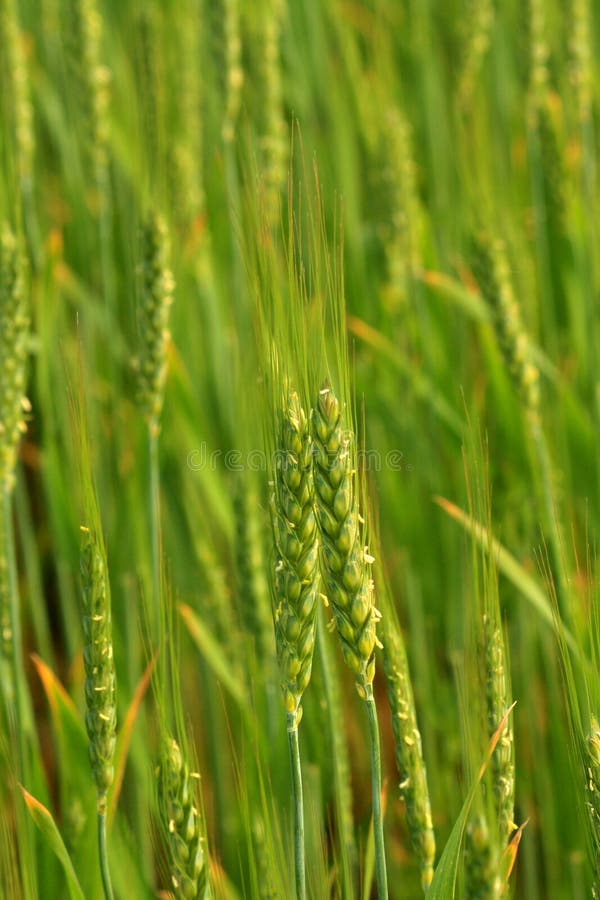 Wheat and wheat flower stock image. Image of harvesting - 49259953