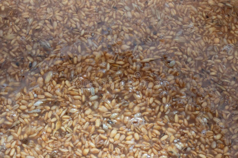 Wheat stock image. Image of feed, farming, cereal, healthy - 154848041