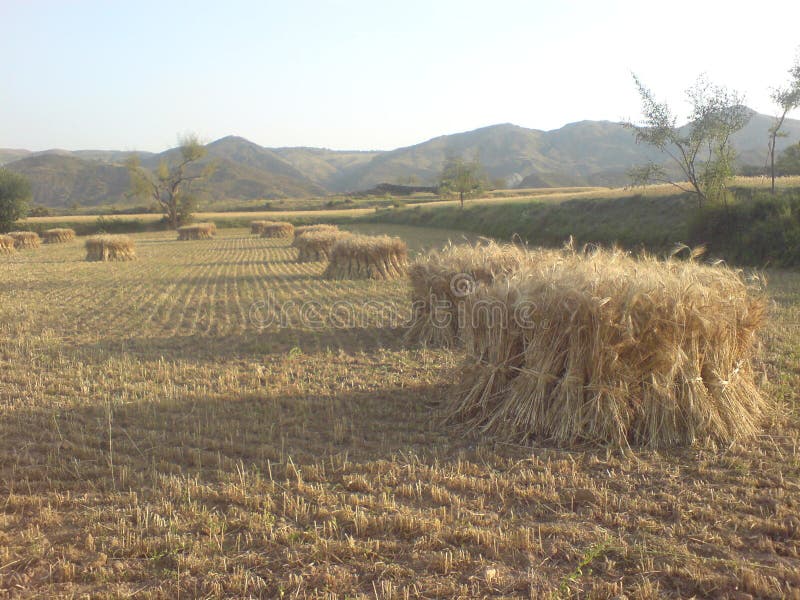 Wheat stock photo. Image of pakistan, wheat, harvesting - 121468336