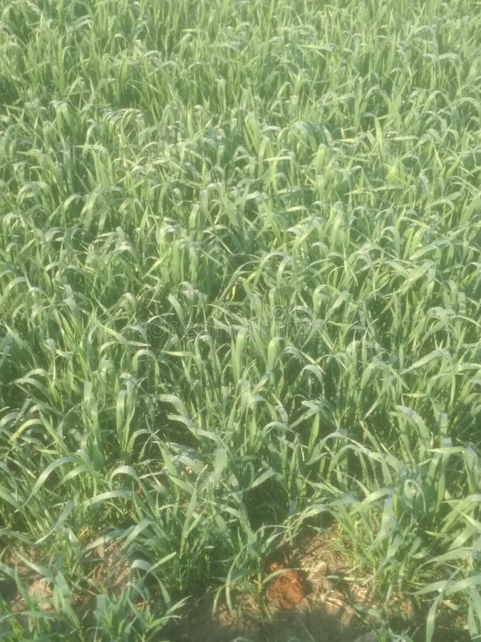 773 Save Me Stock Photos - Free & Royalty-Free Stock Photos from Dreamstime