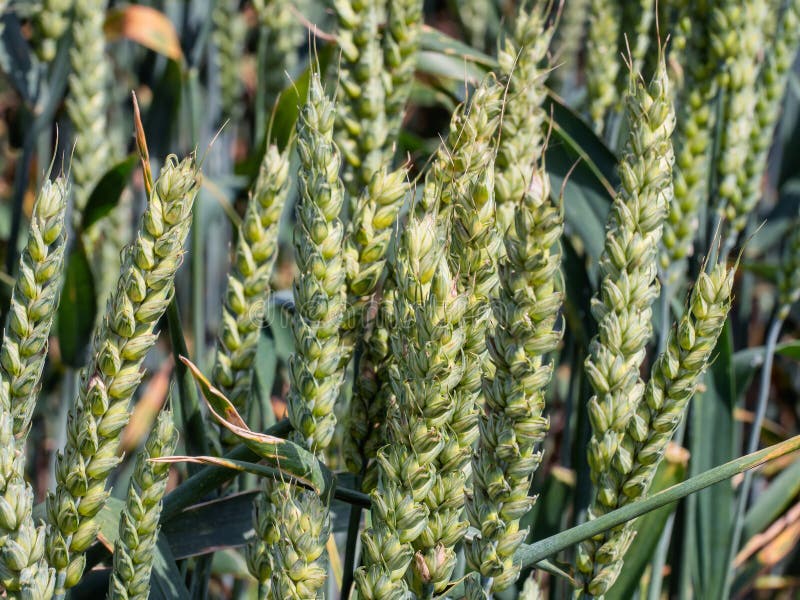 Wheat in a Wheatfield in Denmark Stock Image - Image of coast ...