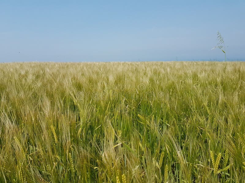 Wheat Wheatfield Field Green Landscape Sky Stock Image - Image of field ...