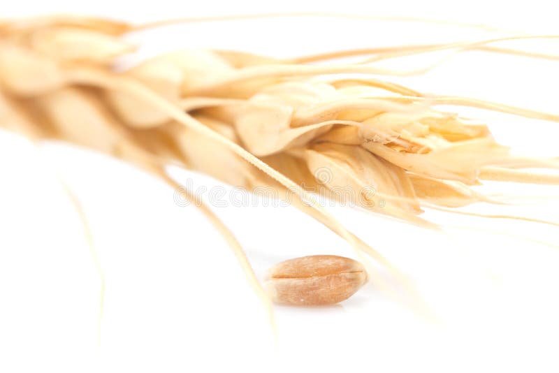 Wheat on a White Background Stock Image - Image of natural, food: 100497449