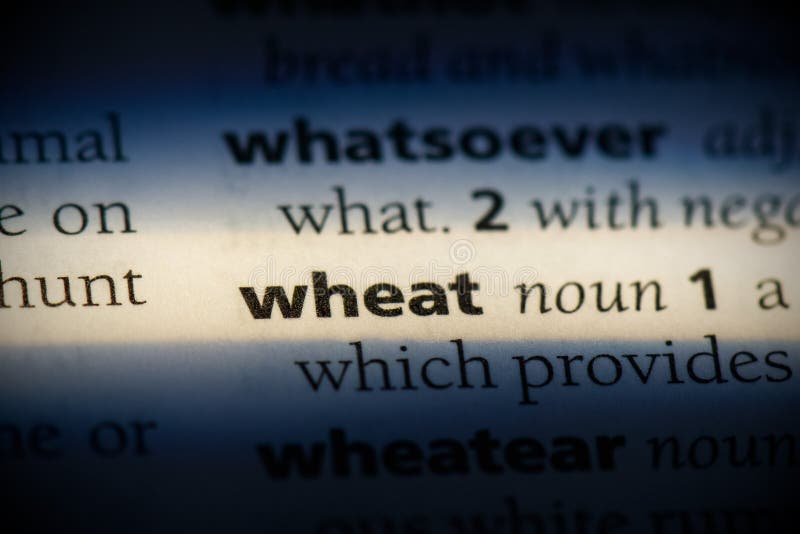 Wheat word cloud stock image. Image of harvest, ripe - 90690301
