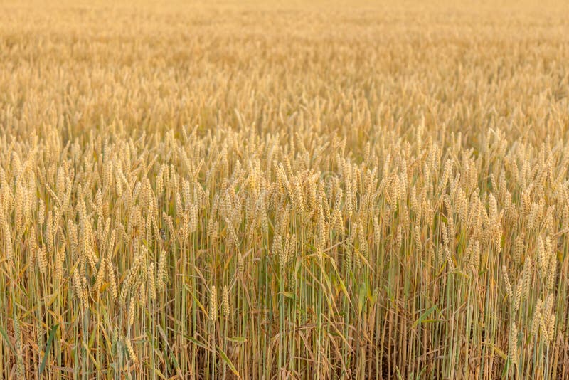 Wheat Yellow Beautiful Field with Closeup Spikelet Stock Image - Image ...