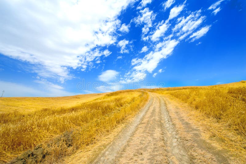 Wheat yellow field stock photo. Image of yellow, green - 18888454