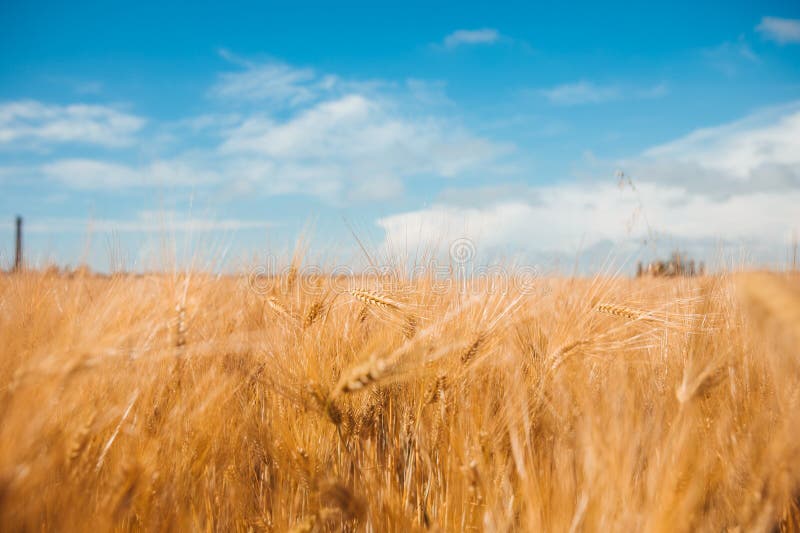 A Wheat Yelow Field Nature Agriculture Bread Stock Illustration ...