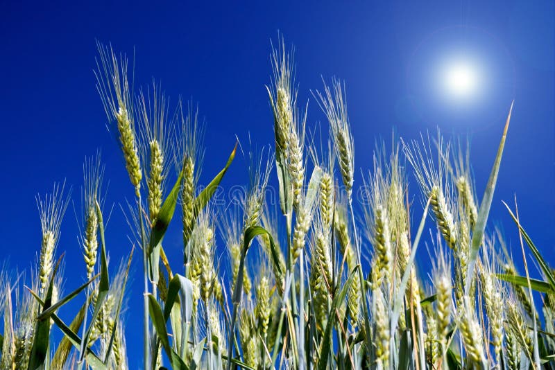 Wheatear blue sky stock image. Image of agricultural, grow - 9959627