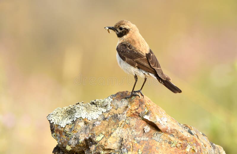 Wheatear with Food in the Sierra Abuense Stock Image - Image of ...
