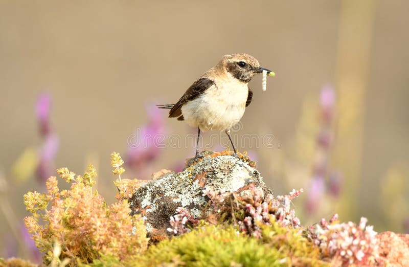 Wheatear with Food in the Sierra Abuense Stock Image - Image of biology ...