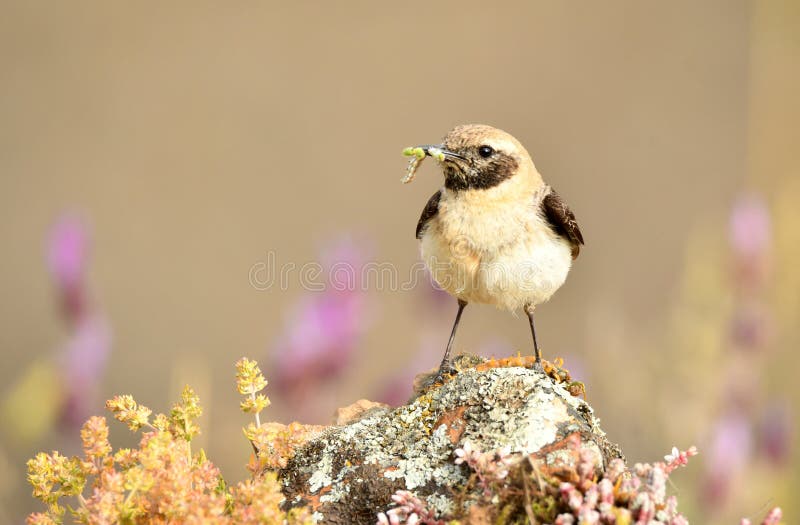 Wheatear with Food in the Sierra Abuense Stock Image - Image of ...