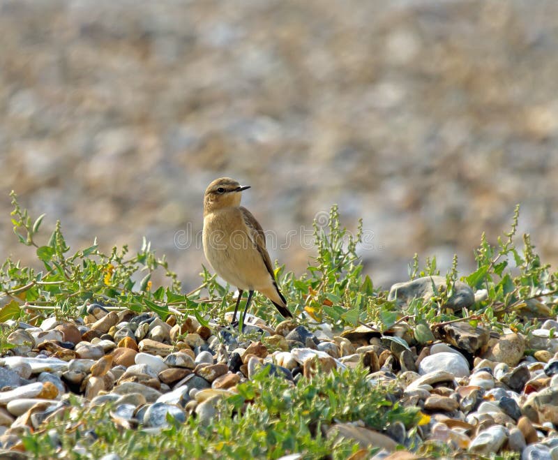 Wheatear stock photo. Image of nature, juvenile, oenanthe - 33275880