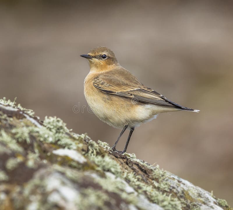 Wheatear stock photo. Image of beautiful, details, coast - 99642990